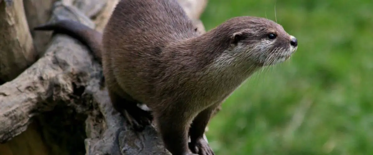 La nutria: características, hábitat, reproducción y alimentación ️ Vida ...