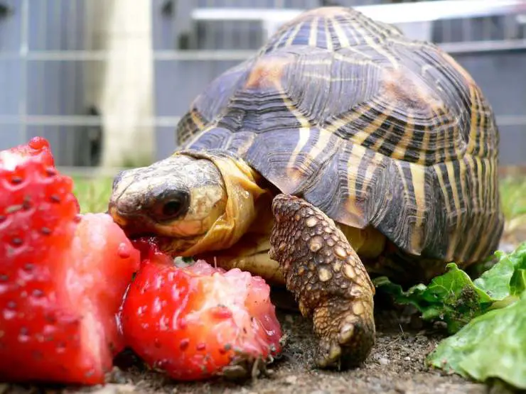 Alimentos adecuados e inadecuados para las tortugas: lo que comen y lo ...