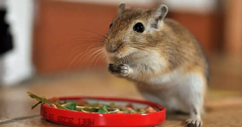 ¿Qué come el jerbo? Nutrición adecuada de este roedor. - Vida con ...