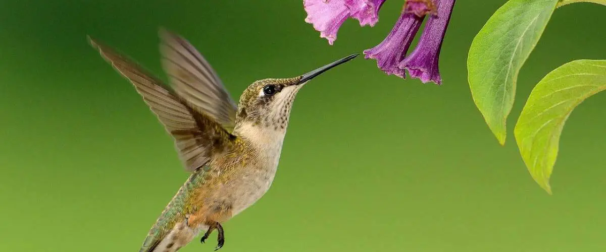 Colibrí fundamental para la tierra: por que y cuales son sus ...