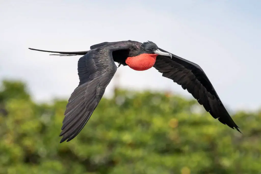 La fragata Galápagos: el pájaro que hincha el pecho, pero no para ...