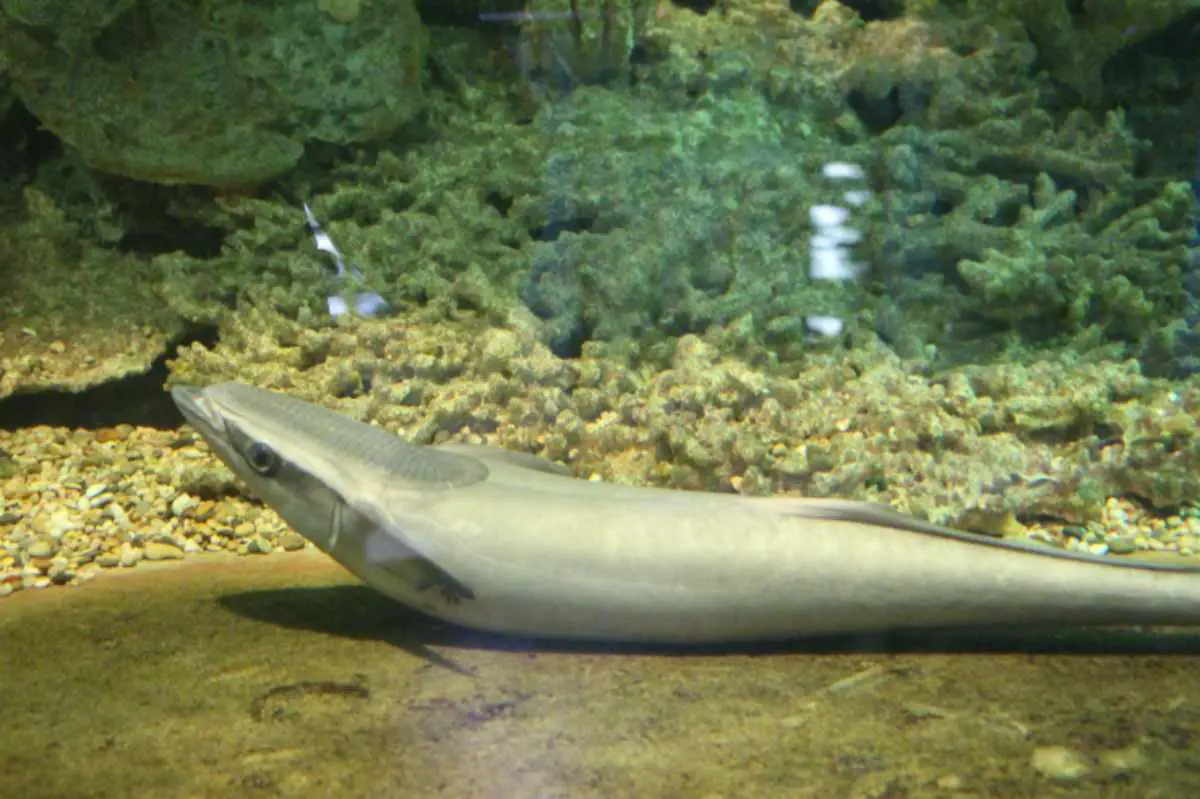Remora se pega a los tiburones: curiosidad entre causas y modismos ...