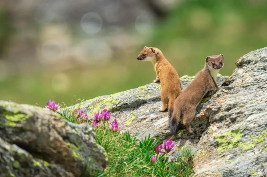 Los mustélidos presentes en Italia: características y curiosidades ...