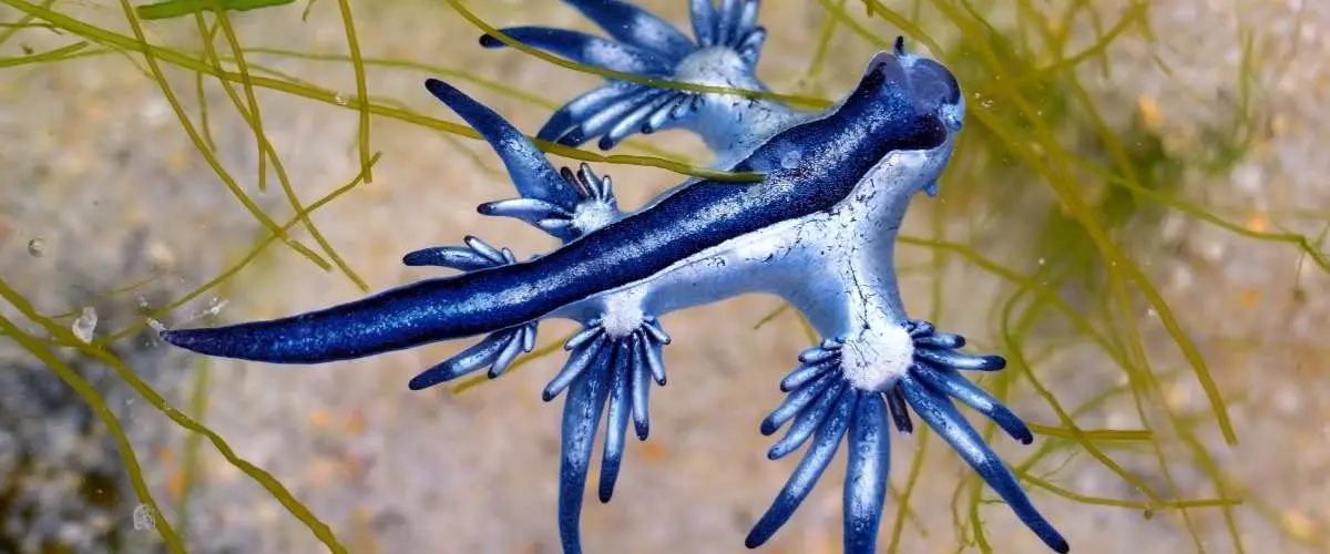 Todas las criaturas marinas azules más espectaculares y extraordinarias ...