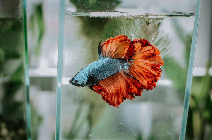 Goldfish vs Betta: ¿cuál gana? Todos los hechos más curiosos y como ...