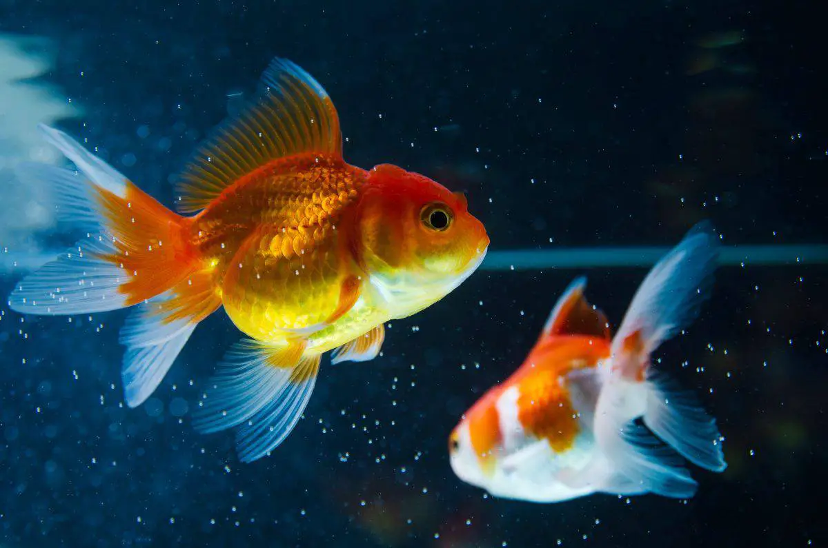 Goldfish vs Betta: ¿cuál gana? Todos los hechos más curiosos y como ...