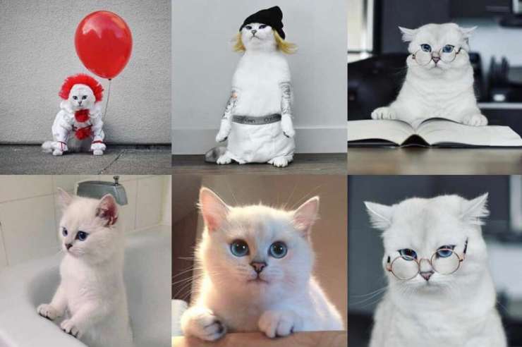 ¿El gato con los ojos más bonitos del mundo? Existe y se llama Coby ...