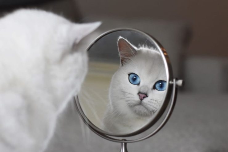 ¿El gato con los ojos más bonitos del mundo? Existe y se llama Coby ...