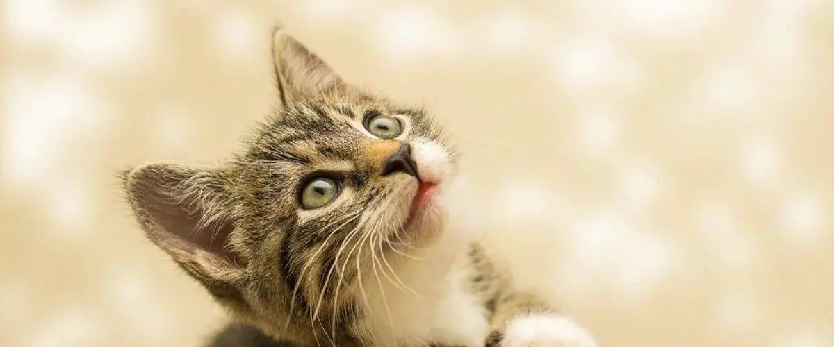 La caca de gato nos dice mucho sobre su salud y si debemos preocuparnos ...