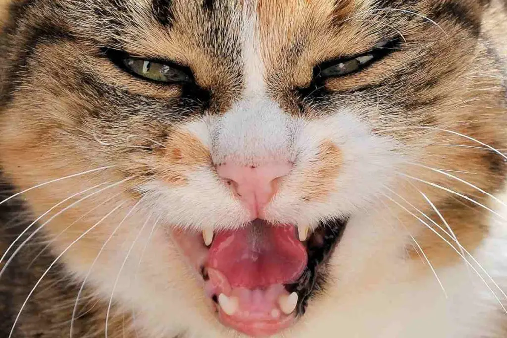 Enfermedades de la boca del gato: síntomas, causas y como curarla ...