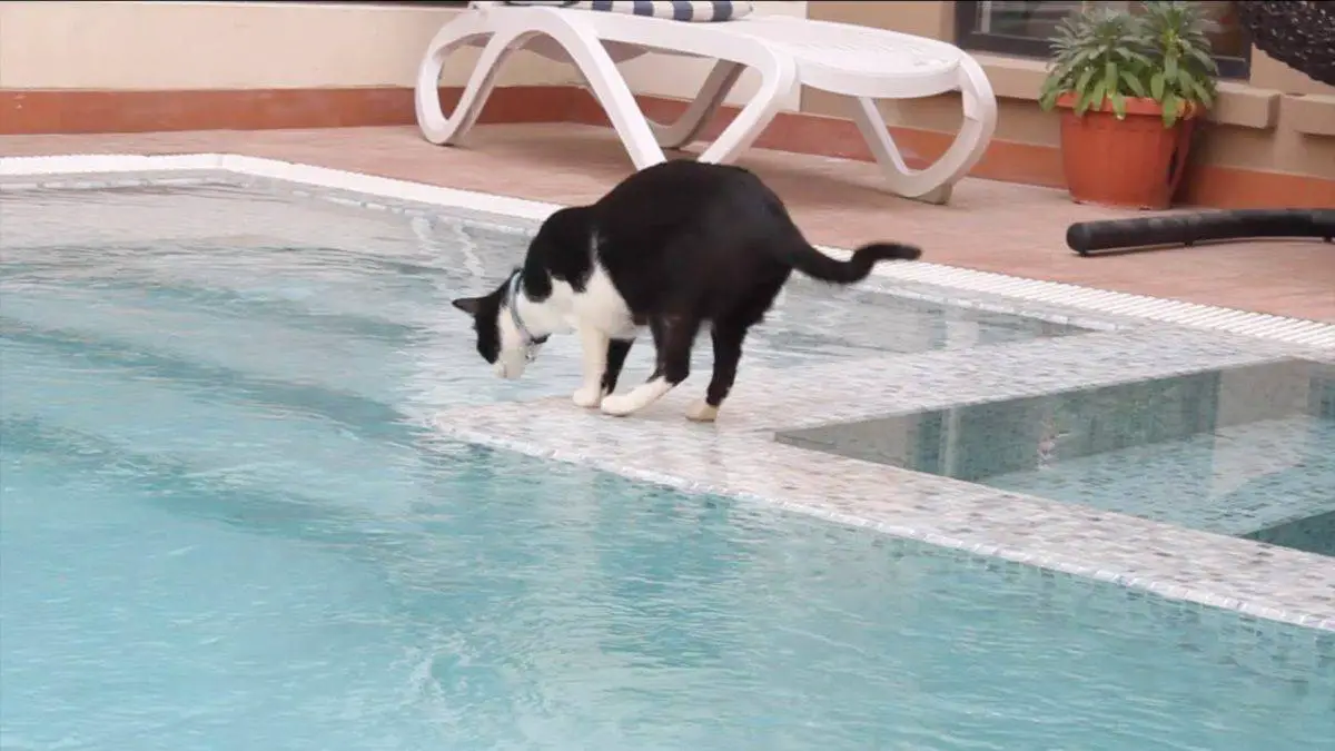Gato en la piscina: como pasar un verano en total seguridad con tu gato ...