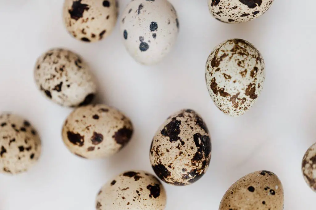Huevos de ave más comunes: cómo distinguirlos a primera vista - Vida ...