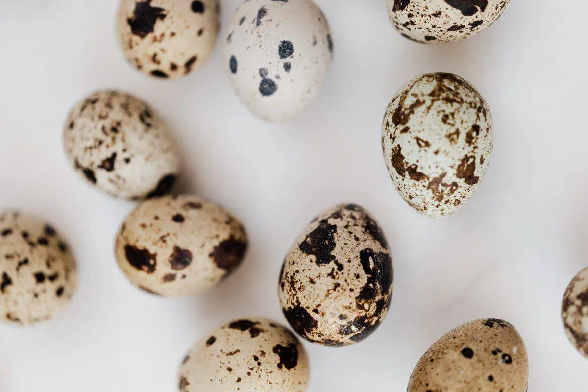 Huevos de ave más comunes: cómo distinguirlos a primera vista - Vida ...