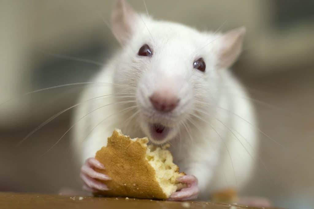 Limpiar la jaula del ratón doméstico: cómo hacerlo de forma fácil ...