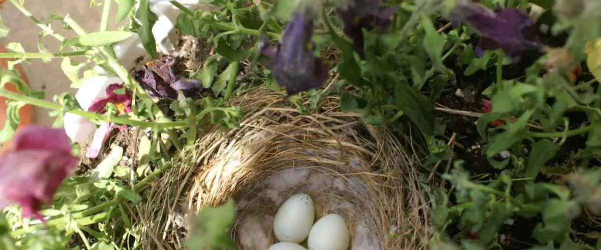 Los huevos de aves más particulares: los más grandes, pequeños ...