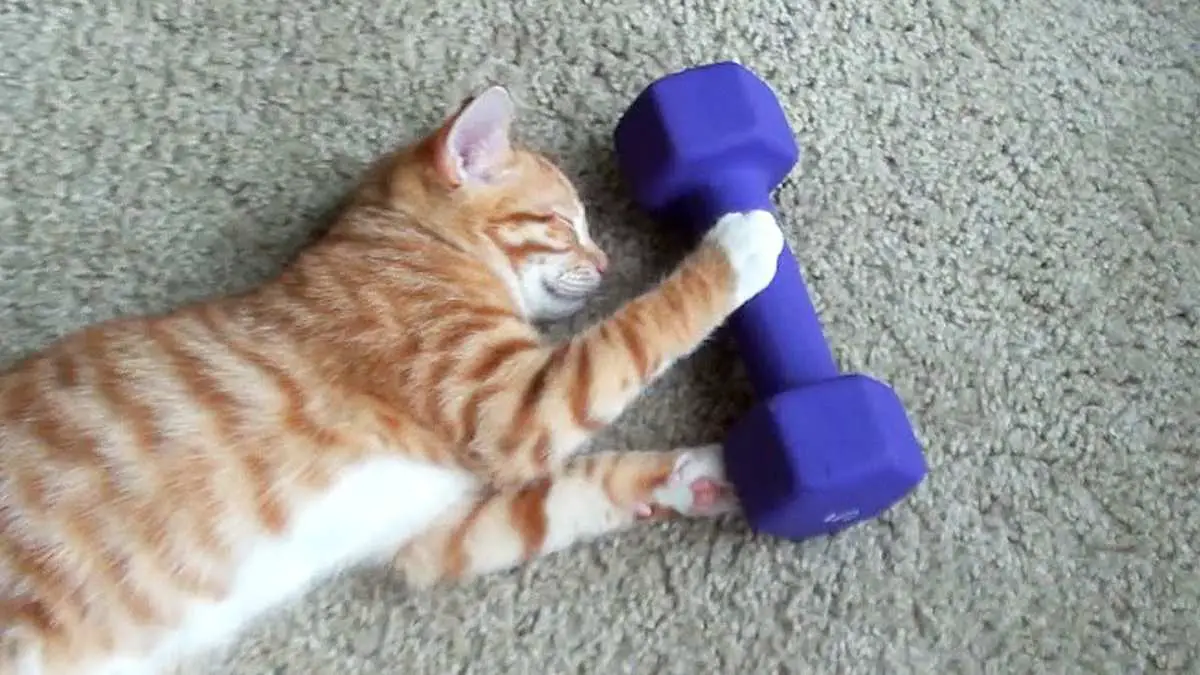 Ejercicio para gatos: cuánto necesitas y cómo hacerlo mejor - Vida con ...