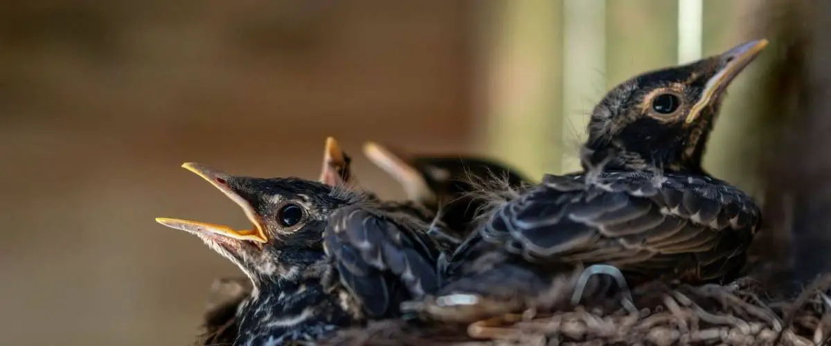 Encontró un pájaro herido o recién nacido: que hacer 🥇 Vida con Mascotas 🥇