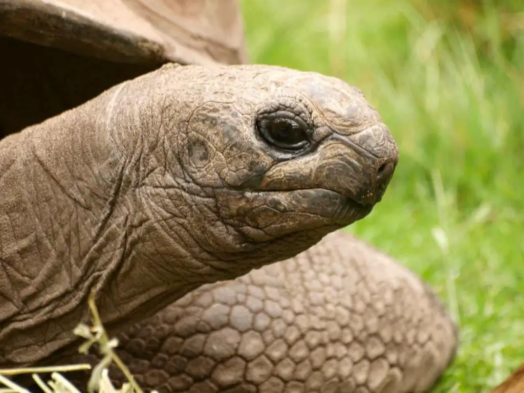 Verano con la tortuga: cómo hacer que disfruten al máximo de la ...
