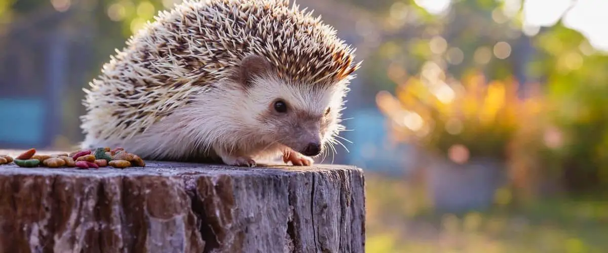 Lo que se debe y no se debe hacer cuando encuentras un erizo 🥇 Vida con ...