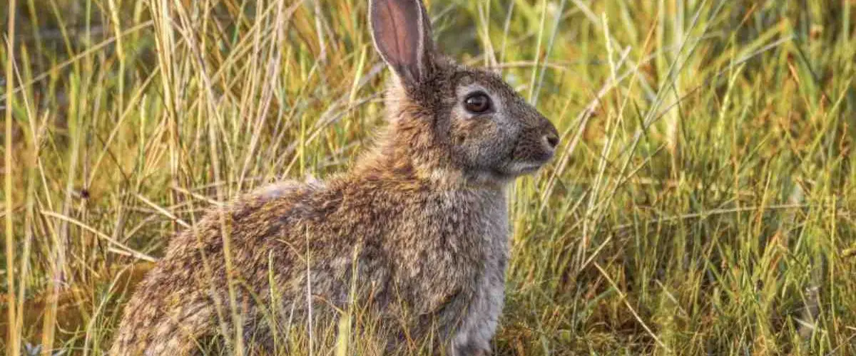 La liebre: características, hábitat, reproducción y nutrición ️ Vida ...