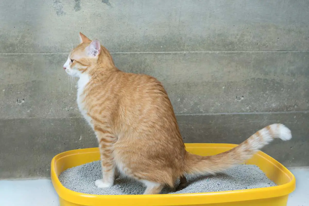 Gato escapa después de hacer caca: la explicación de la rareza felina ...