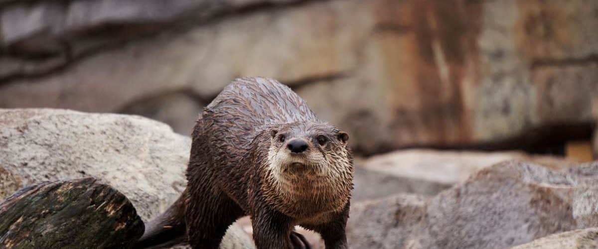 Día Mundial de la Nutria: hermoso animal, pero cada vez más en peligro ...