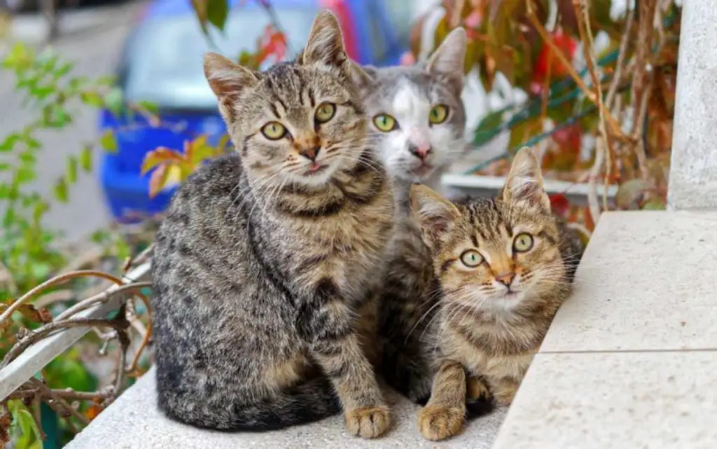 Los beneficios de tener un gato en casa: excelentes razones para ...