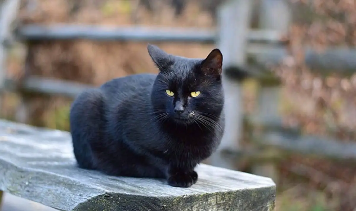 Nombres de gatos machos y hembras en forma de V: elija entre más de 90 ...