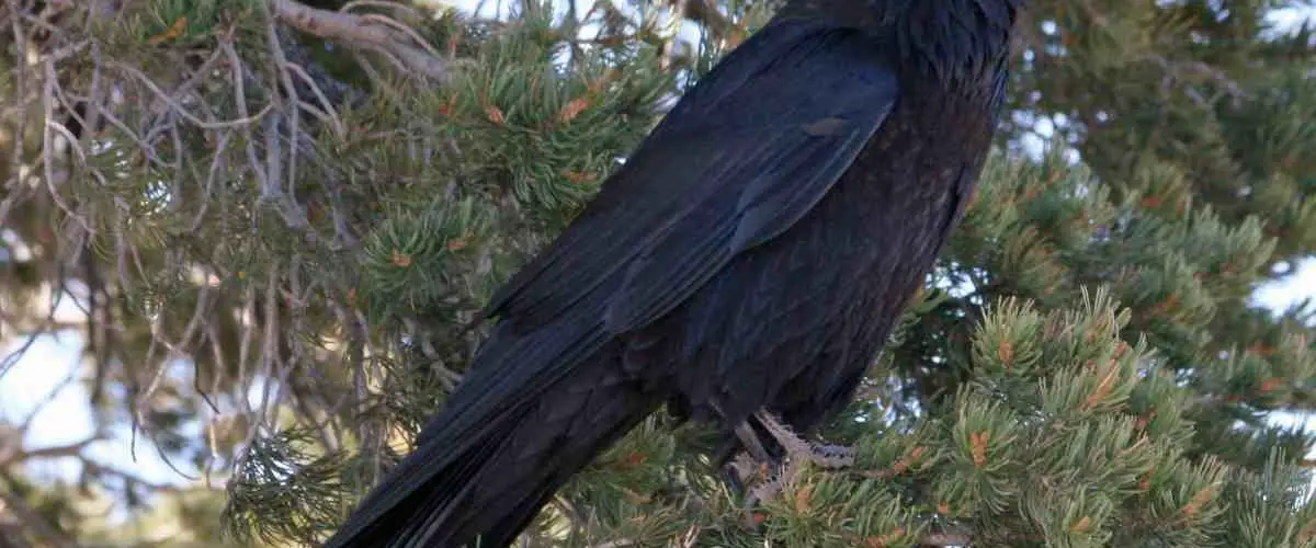 Cómo hacerse amigo de los cuervos: una nueva mascota en solo unos pocos ...
