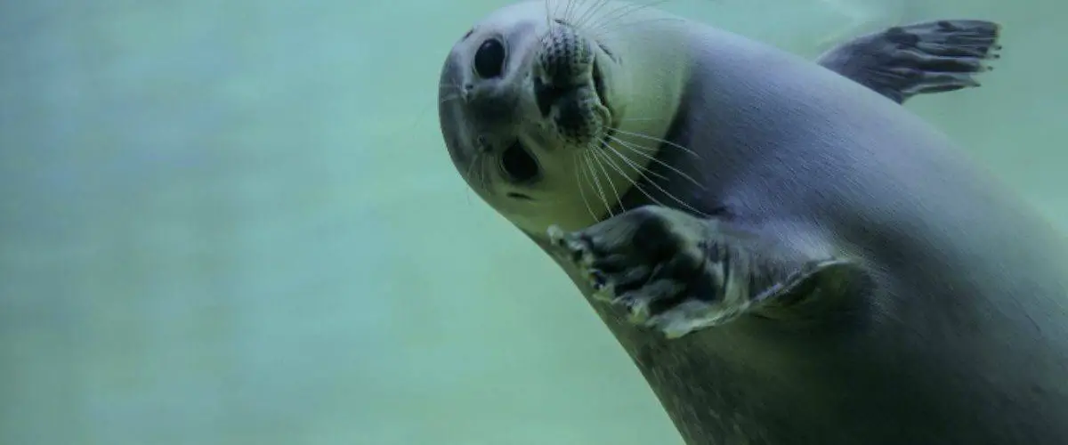 Curiosidades sobre las focas: aquí hay 10 hechos que quizás no conocías ...