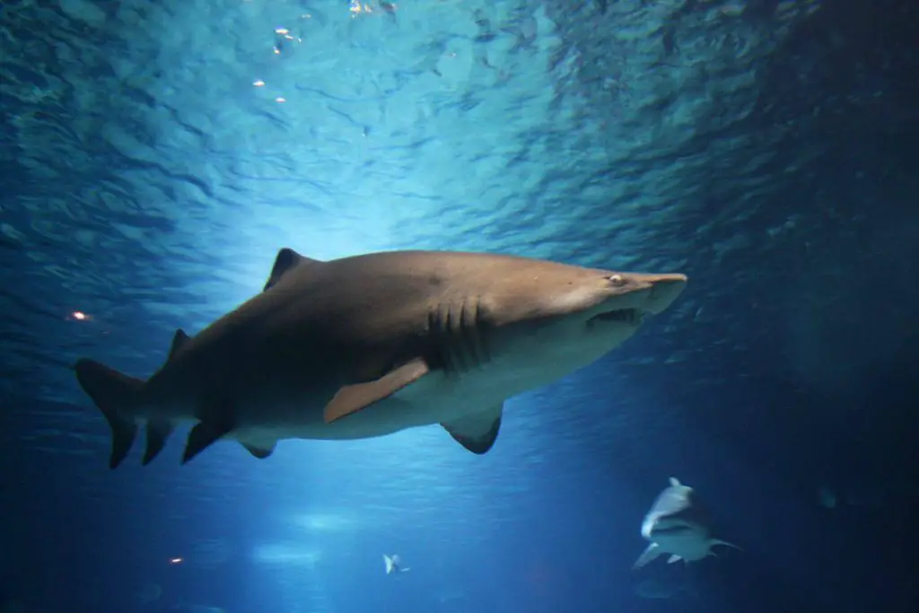 El tiburón ataca a los humanos: no todo es lo que parece - Vida con ...