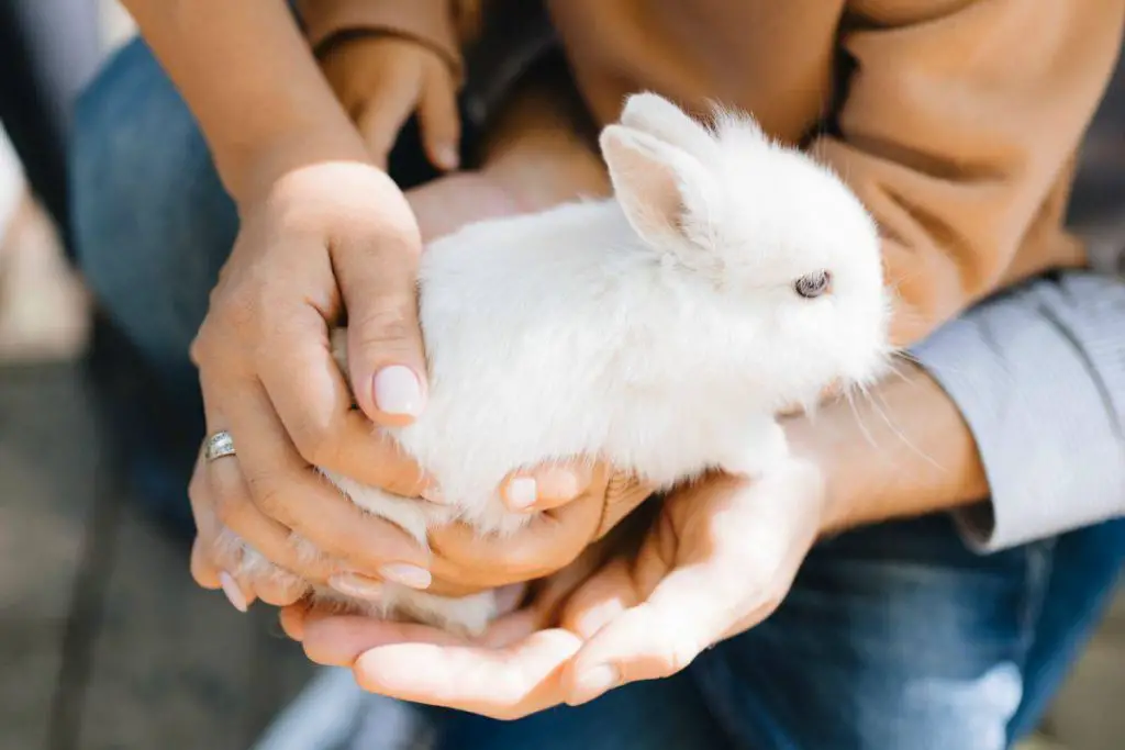 Recoger al conejo: cómo hacerlo sin traumatizarlo - Vida con Mascotas ️