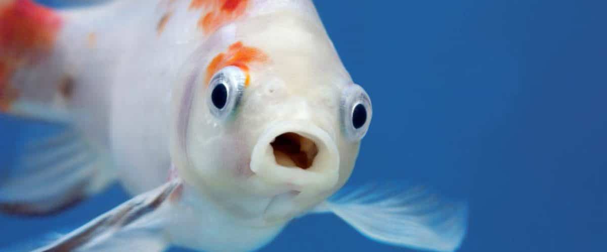 Los peces también bostezan: así es como y por qué 🥇 Vida con Mascotas 🥇