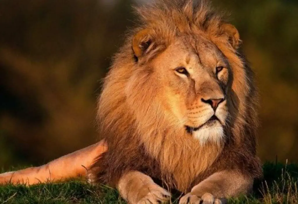 Trivia del león: todo lo que no sabías sobre el rey de la jungla - Vida ...