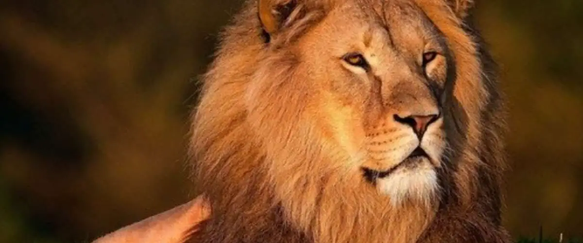 Trivia del león: todo lo que no sabías sobre el rey de la jungla 🥇 Vida ...