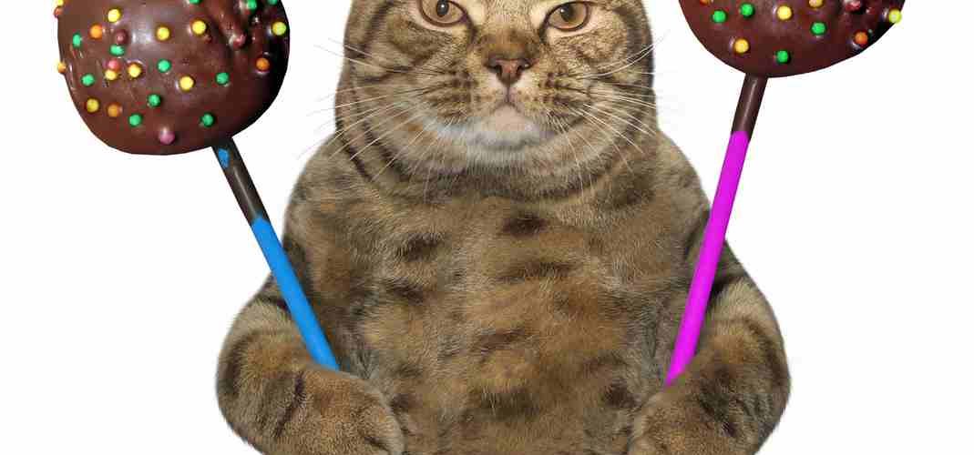 El gato comió chocolate: los riesgos y los remedios 🥇 Vida con Mascotas 🥇