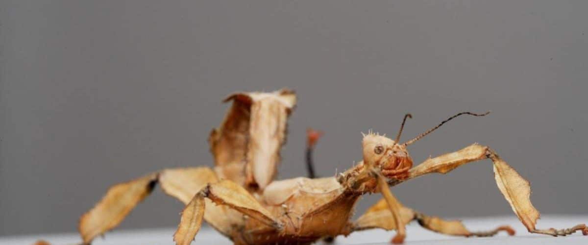 Insecto palo: características, hábitat, reproducción y nutrición 🥇 Vida ...