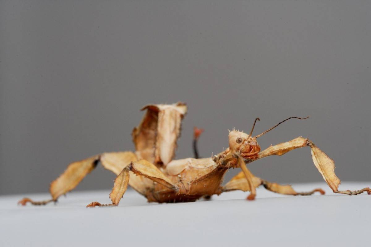 Insecto palo: características, hábitat, reproducción y nutrición - Vida ...