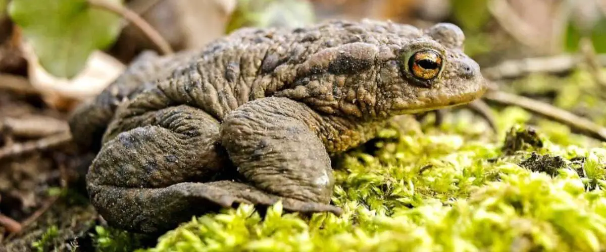 Sapo: características, hábitat, reproducción y alimentación. 🥇 Vida con ...