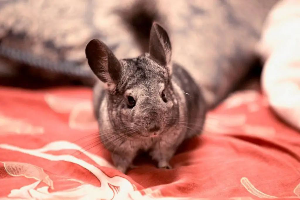 Cómo limpiar la chinchilla, sabiendo que este roedor no se puede mojar ...