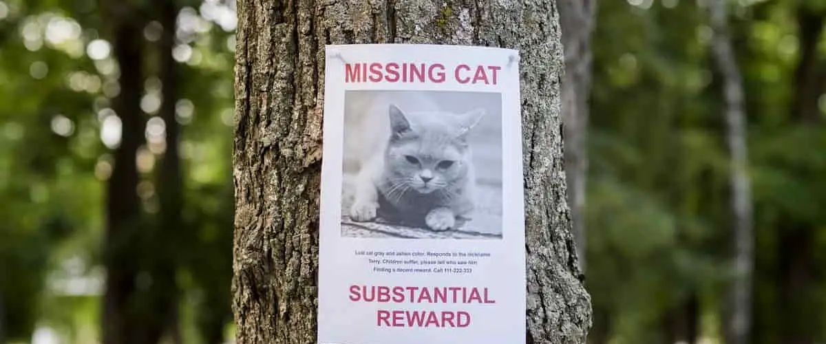 Gato perdido: que hacer y consejos para encontrarlo 🥇 Vida con Mascotas 🥇