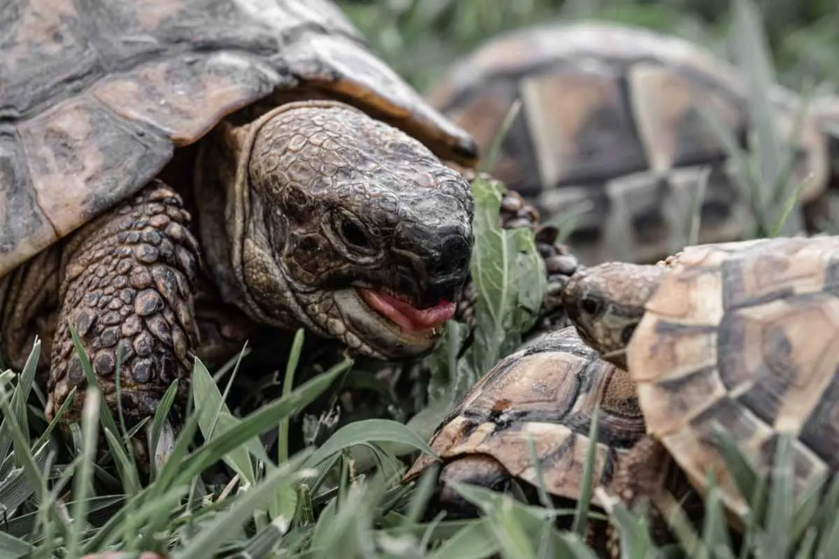 ¿Puede la tortuga comer comida humana? Averigüemos qué tipos - Vida con ...