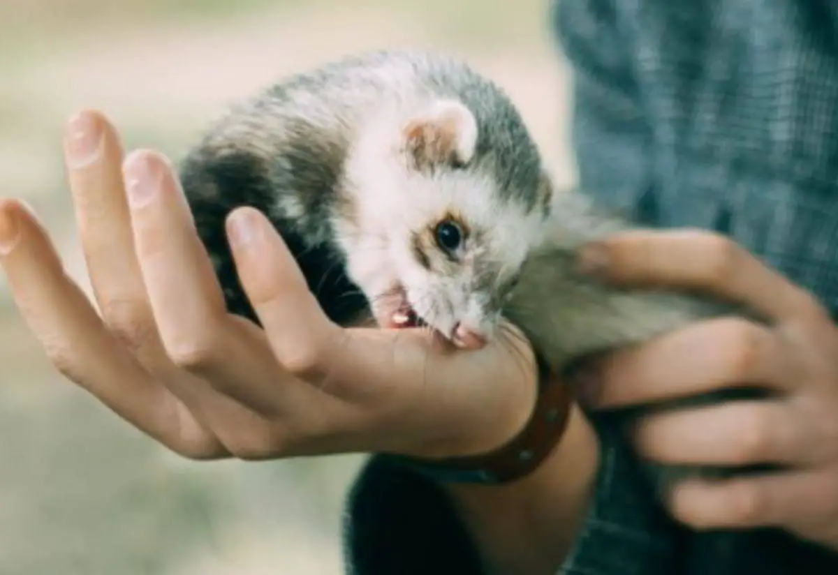 Cómo entender el lenguaje corporal de los hurones - Vida con Mascotas ️