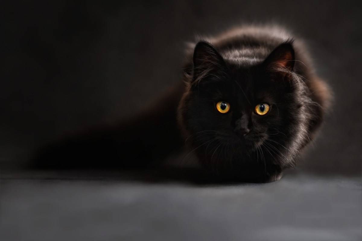Gato negro: razas, carácter y curiosidades - Vida con Mascotas ️