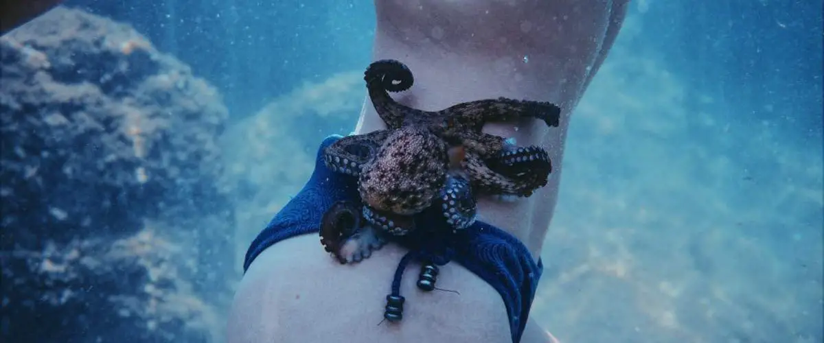 Elegir un pulpo como mascota: nuestra guía 🥇 Vida con Mascotas 🥇