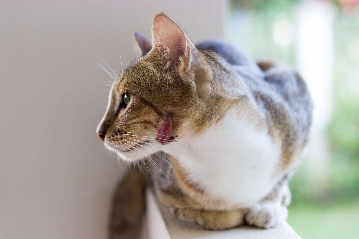 Cómo limpiar la herida de un gato: productos y métodos adecuados - Vida ...