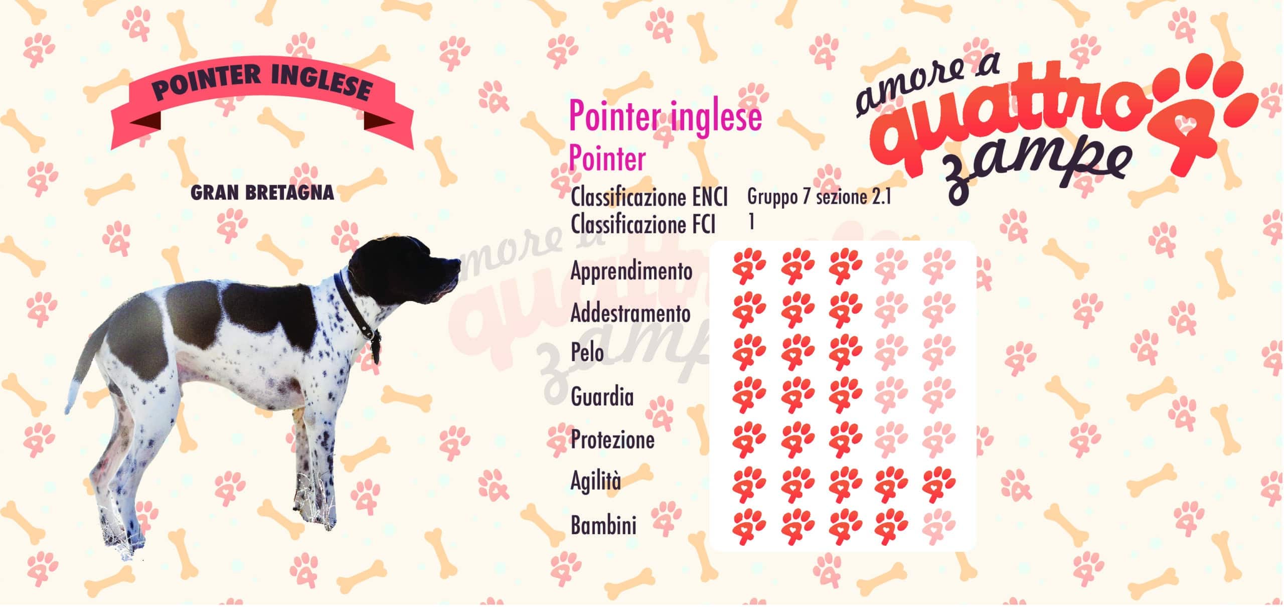 Pointer inglés: raza, características, carácter y salud - Vida con ...