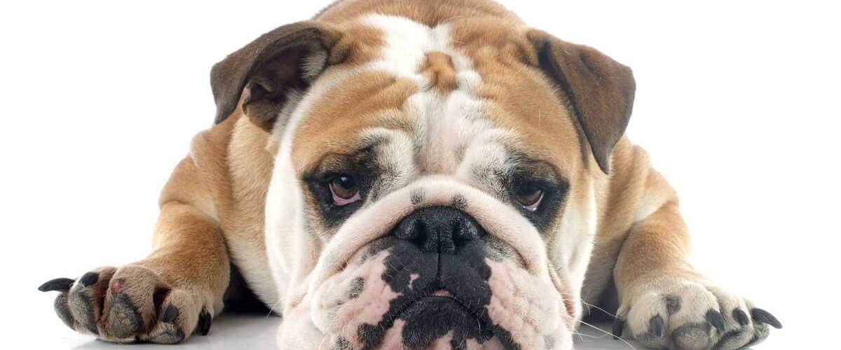 Ectropión en perros: causas, síntomas y tratamiento de esta enfermedad ...