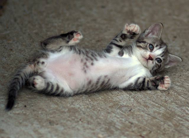 ¿Gato estreñido? Aquí están los síntomas, causas y remedios. - Vida con ...