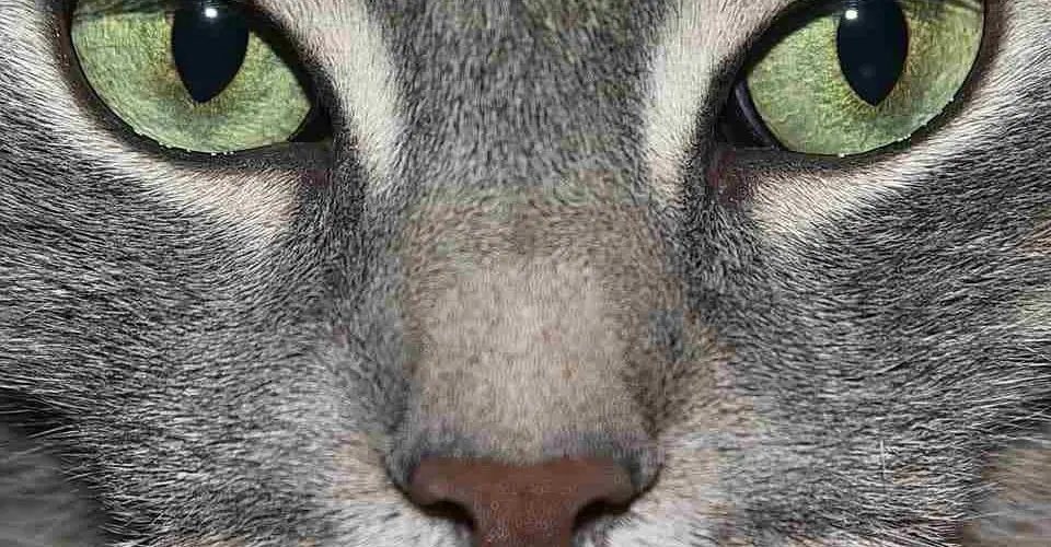 Ojos de gato: las principales enfermedades oculares del gato 🥇 Vida con ...